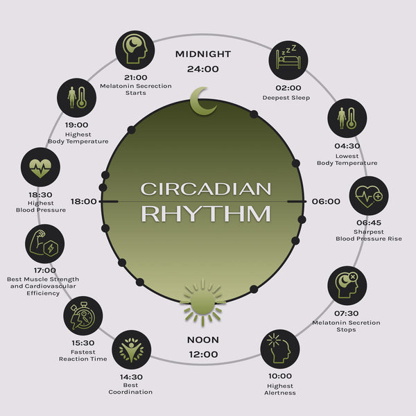 What Is Circadian Rhythm? – Balterra